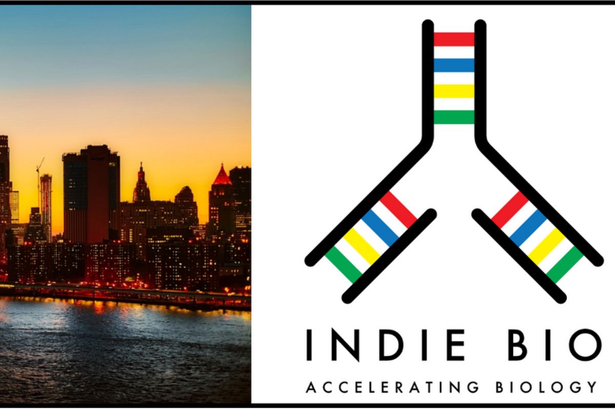 How to Get Accepted to IndieBio Accelerator